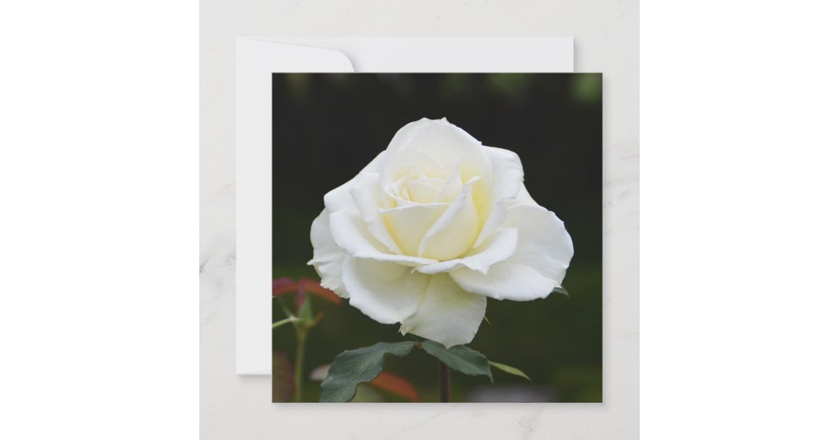 White rose card | Zazzle