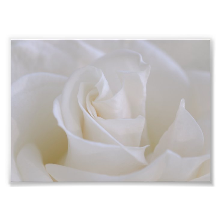 White Rose Flower Photo Print | Zazzle