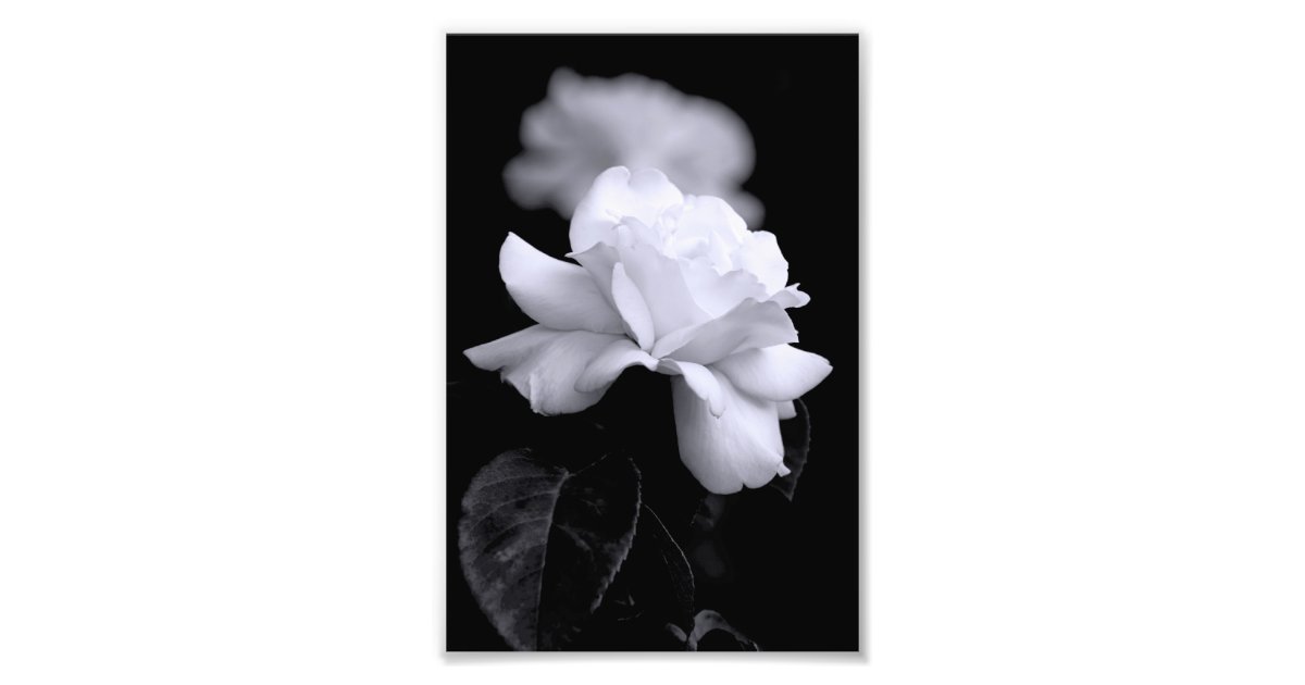 White Rose Photo Print | Zazzle