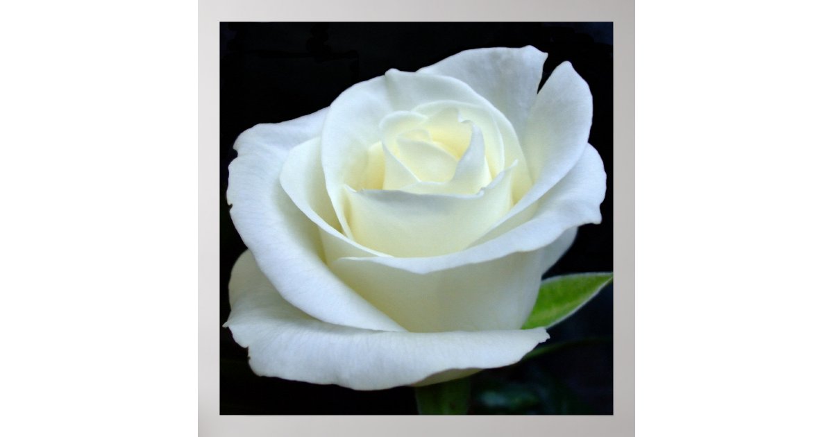 White Rose Poster | Zazzle