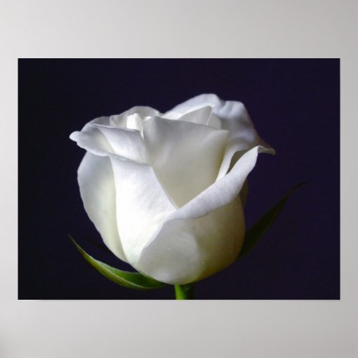 White Rose Poster | Zazzle