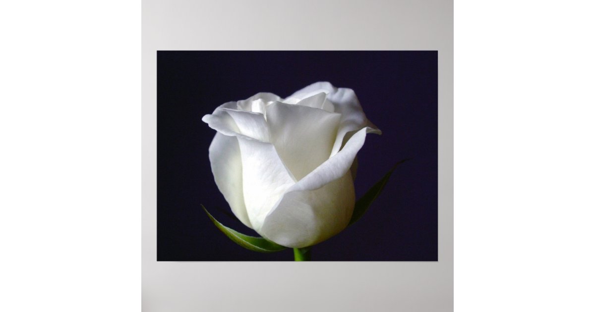 White Rose Poster | Zazzle