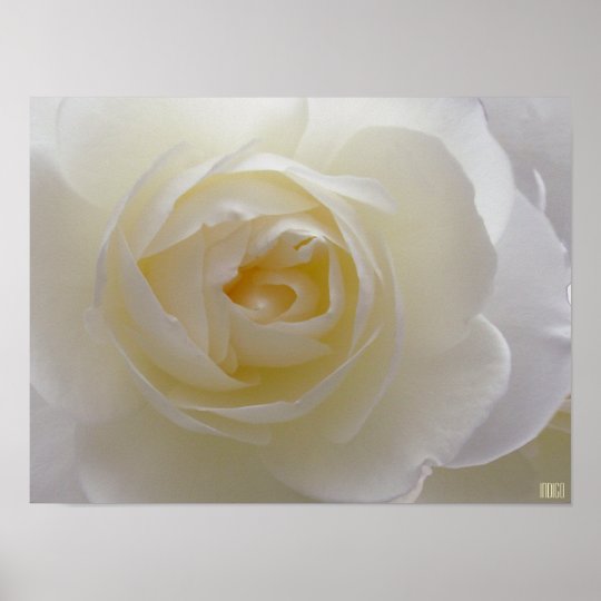 White Rose Poster Print Beautiful Flower Art Print | Zazzle.com