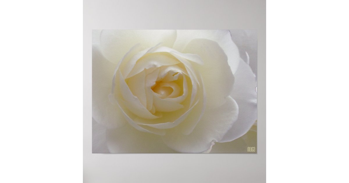 White Rose Poster Print Beautiful Flower Art Print | Zazzle