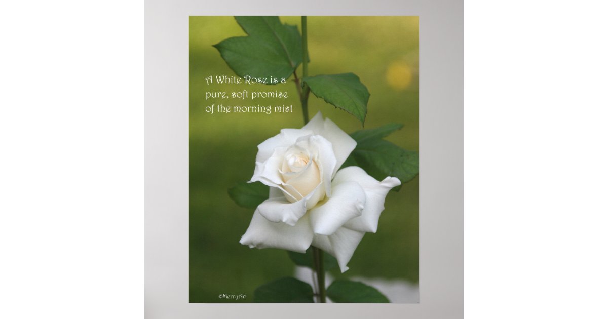 White Rose Poster: ROSE & PROSE 16x20 Poster | Zazzle