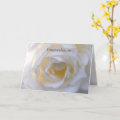 White rose soft focus card | Zazzle