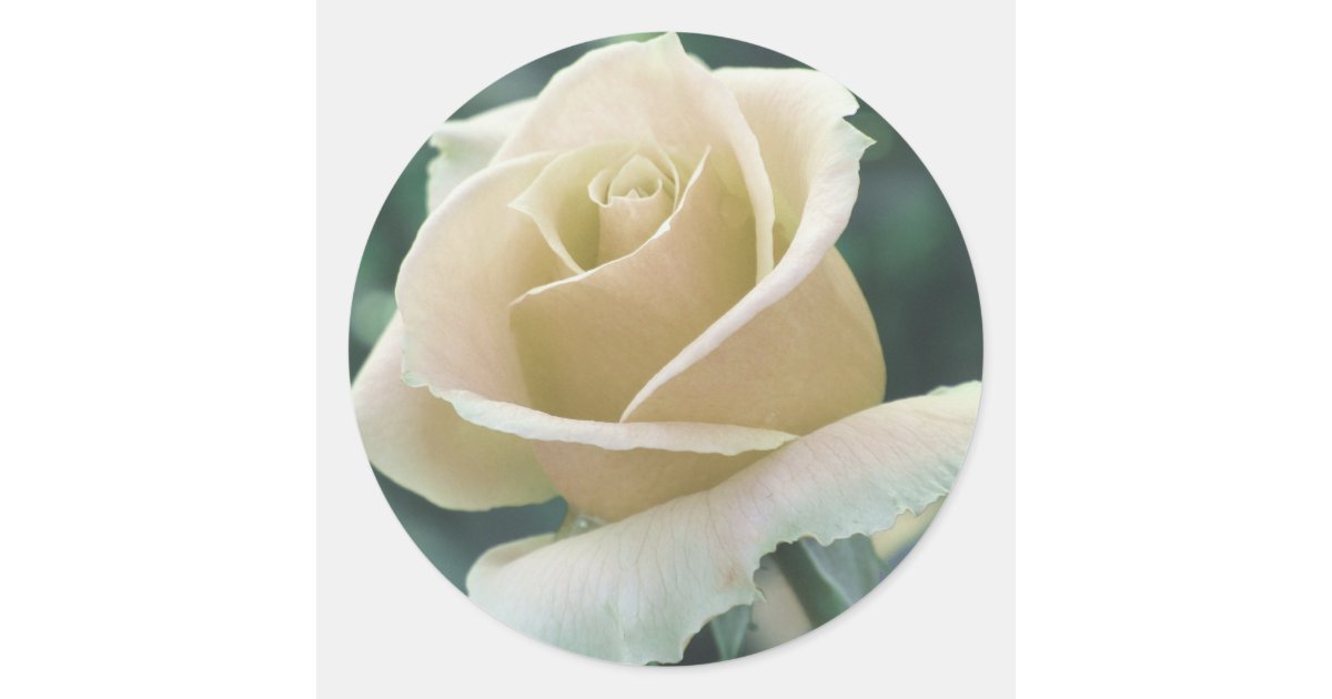 White Rose Sticker | Zazzle