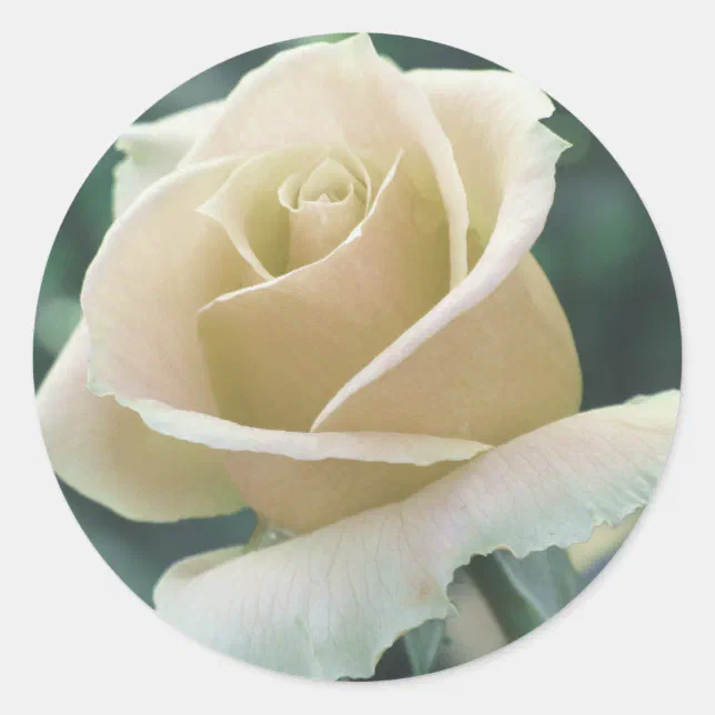 White Rose Sticker | Zazzle