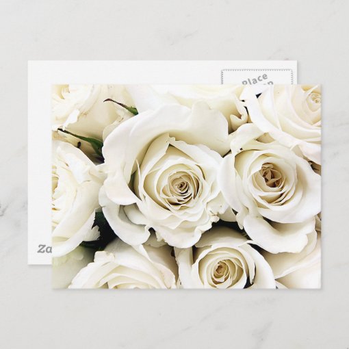 White Roses Postcard | Zazzle