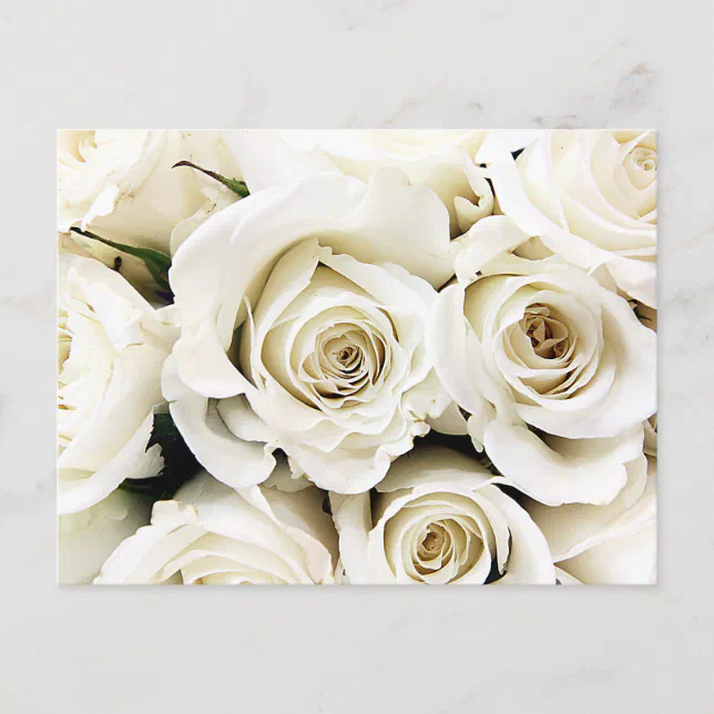 White Roses Postcard | Zazzle
