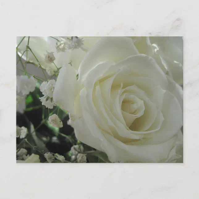 White Roses Postcard | Zazzle