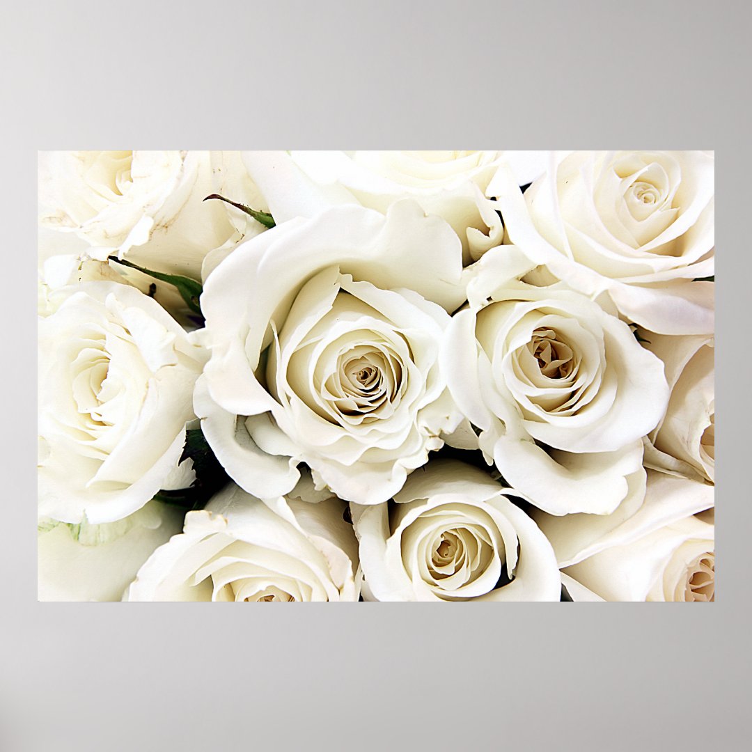 White Roses Poster | Zazzle