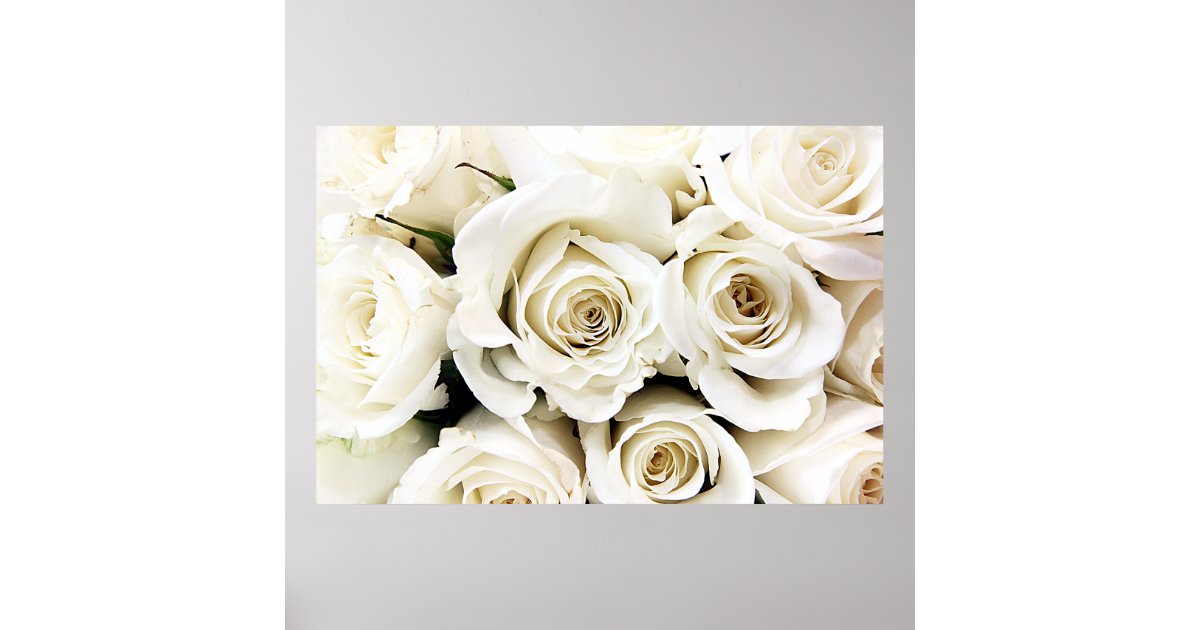 White Roses Poster | Zazzle