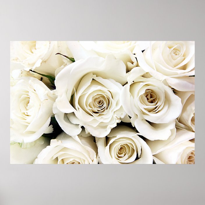 White Roses Poster | Zazzle