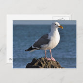 White seagull and ocean postcard | Zazzle
