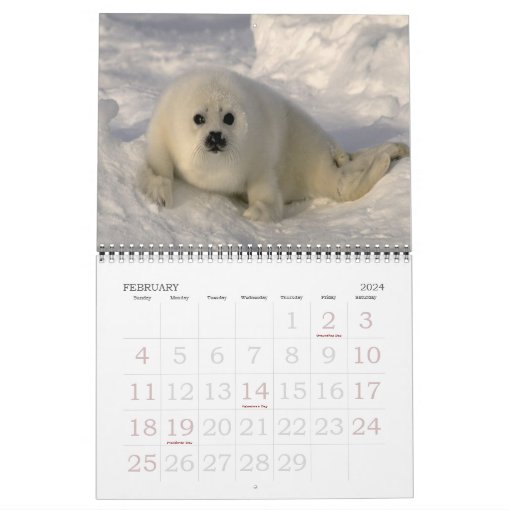 White Seals! Calendar | Zazzle