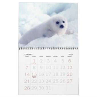 White Seals! Calendar | Zazzle