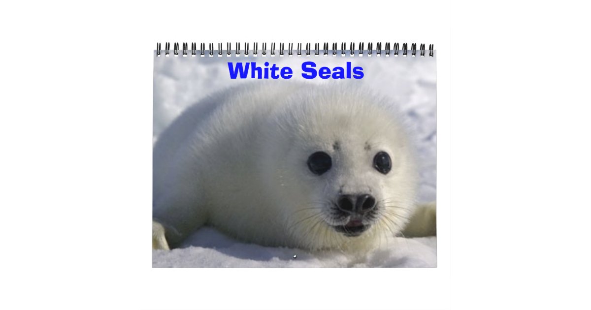 White Seals! Calendar | Zazzle