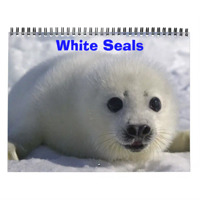 White Seals! Calendar | Zazzle