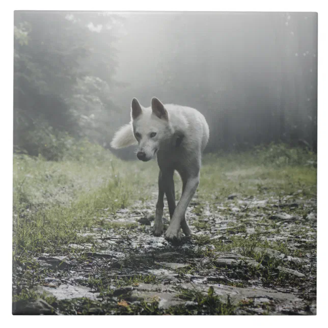 White Siberian Husky Ceramic Tile | Zazzle