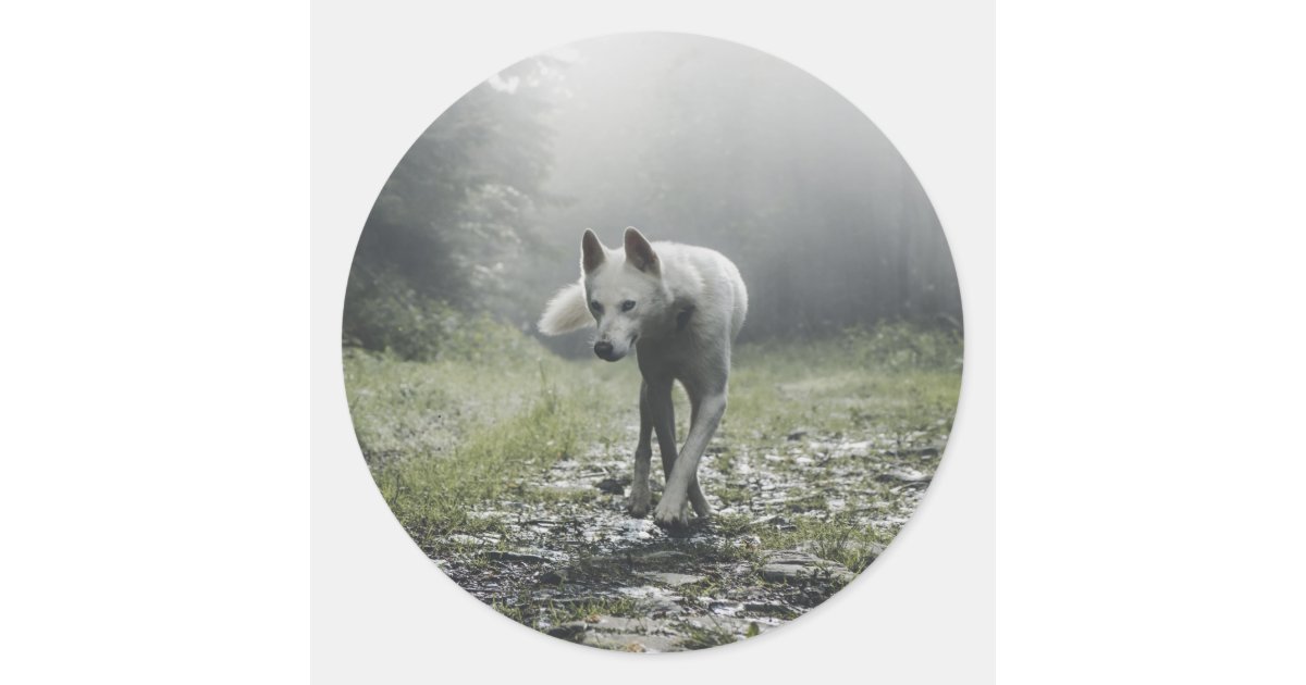 White Siberian Husky Classic Round Sticker | Zazzle