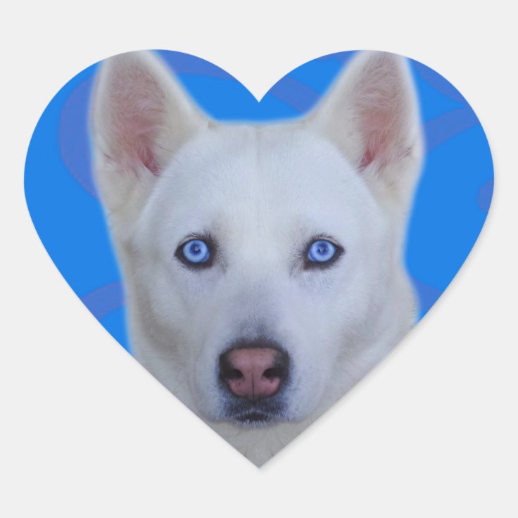 White Siberian Husky Sticker (Blue background) | Zazzle