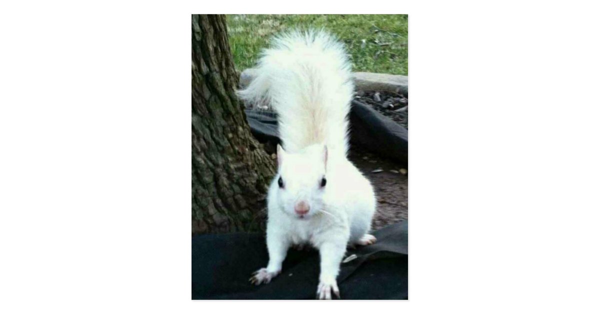 White Squirrel Postcard | Zazzle.com