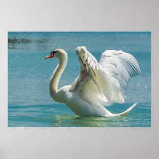 White Swan Posters | Zazzle
