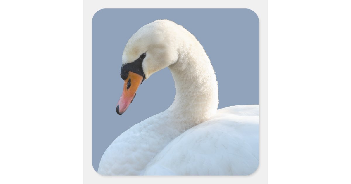 White Swan Stickers | Zazzle