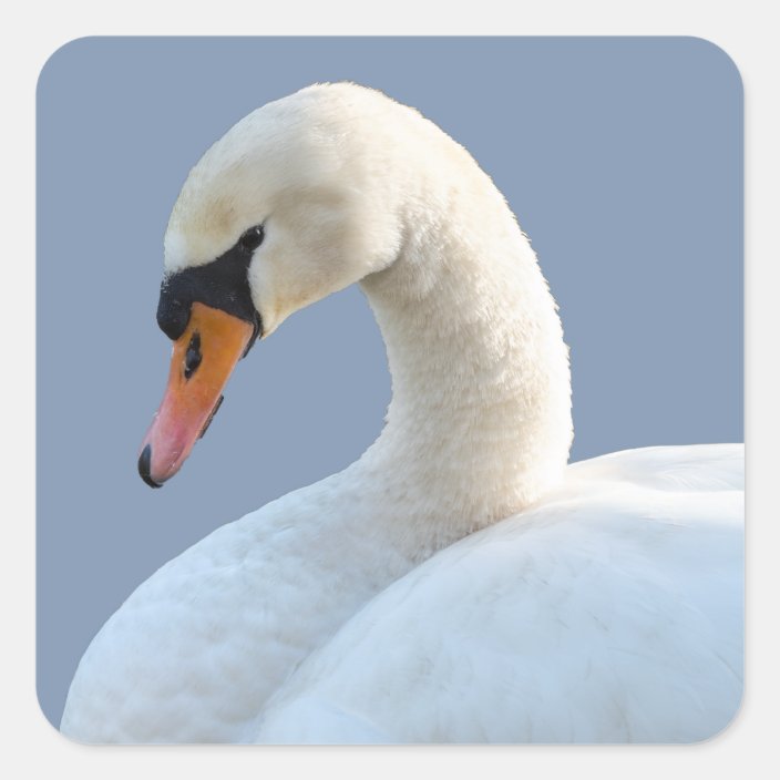 White Swan Stickers | Zazzle.com