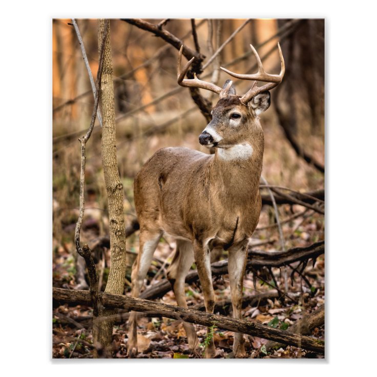 White Tail Deer Buck Photo Print | Zazzle