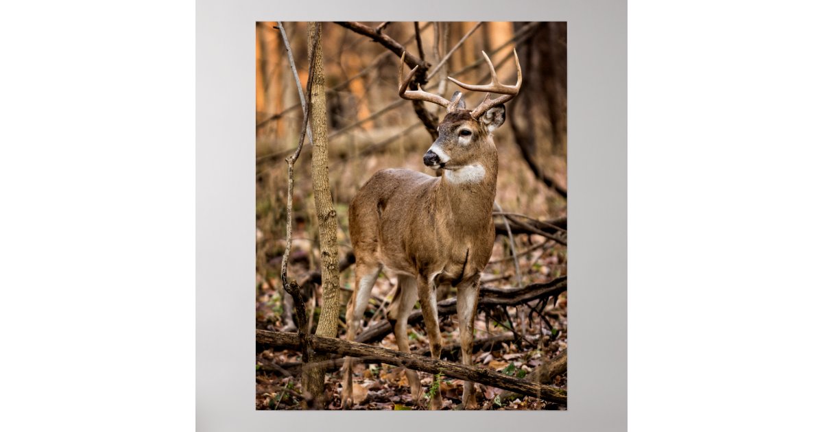 White Tail Deer Buck Poster | Zazzle