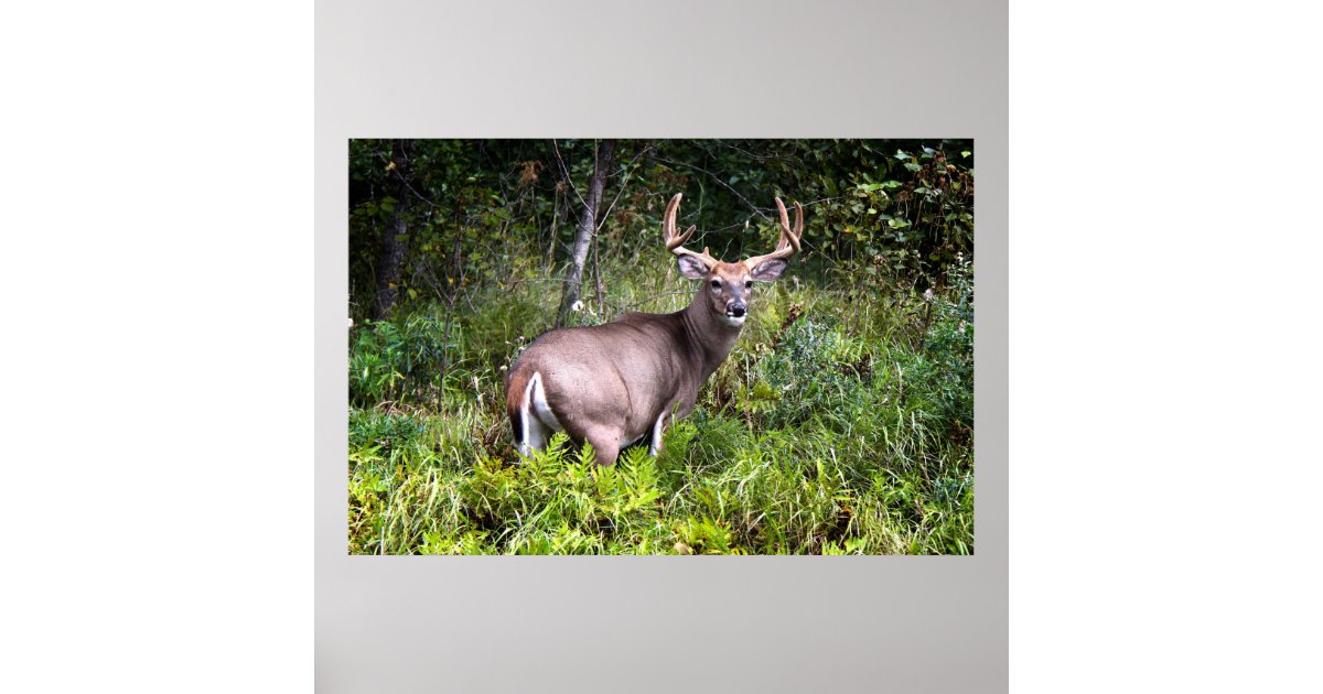 White-Tailed Buck Canvas Poster | Zazzle