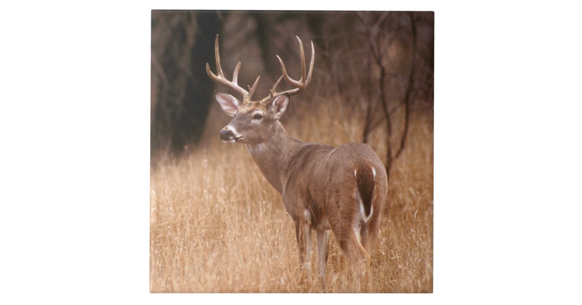 White Tailed Deer | Choke Canyon State Park, TX Ceramic Tile | Zazzle