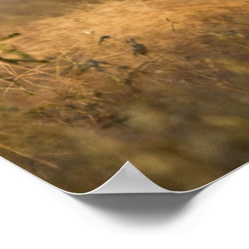 White-tailed Deer (Odocoileus virginianus) adult Poster | Zazzle