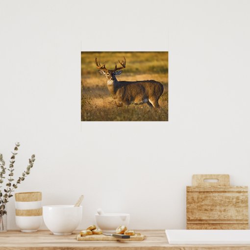 White-tailed Deer (Odocoileus virginianus) adult Poster | Zazzle