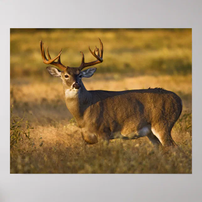 White-tailed Deer (Odocoileus virginianus) adult Poster | Zazzle