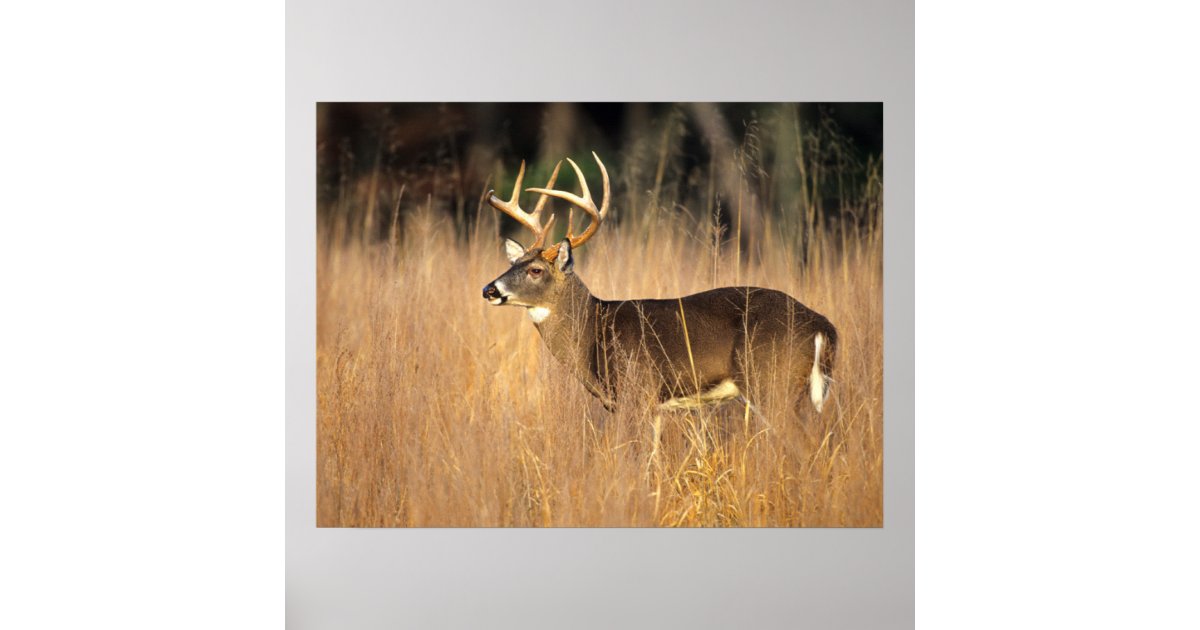White-tailed Deer | Smoky Mountains Tennessee Poster | Zazzle