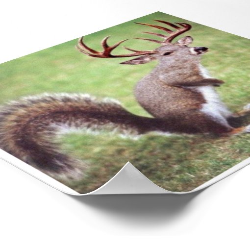 White Tailed Deer Squirrel Poster | Zazzle