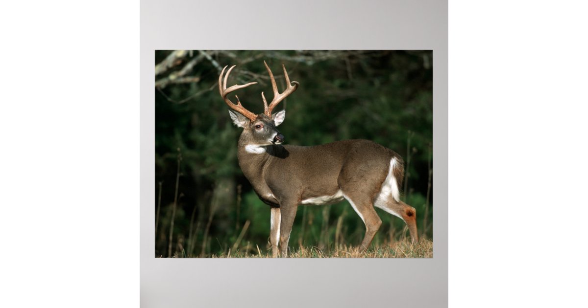 White-tailed Deer | Tennessee Poster | Zazzle