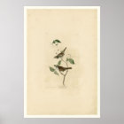 Vintage Sparrow Poster | Zazzle.com