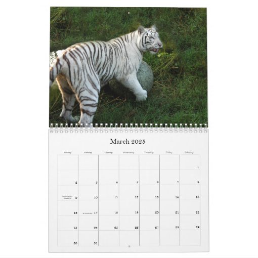 White Tiger 3949e, White Tiger Calendar | Zazzle