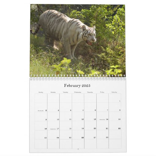 White Tiger 3949e, White Tiger Calendar | Zazzle