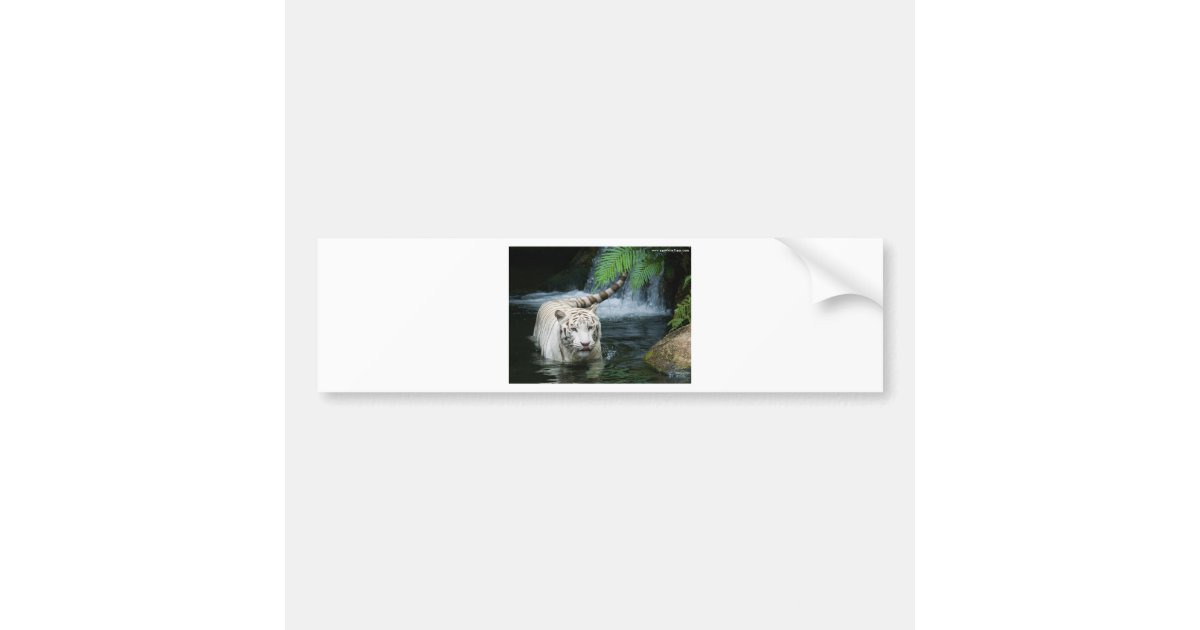 White Tiger Bumper Sticker | Zazzle