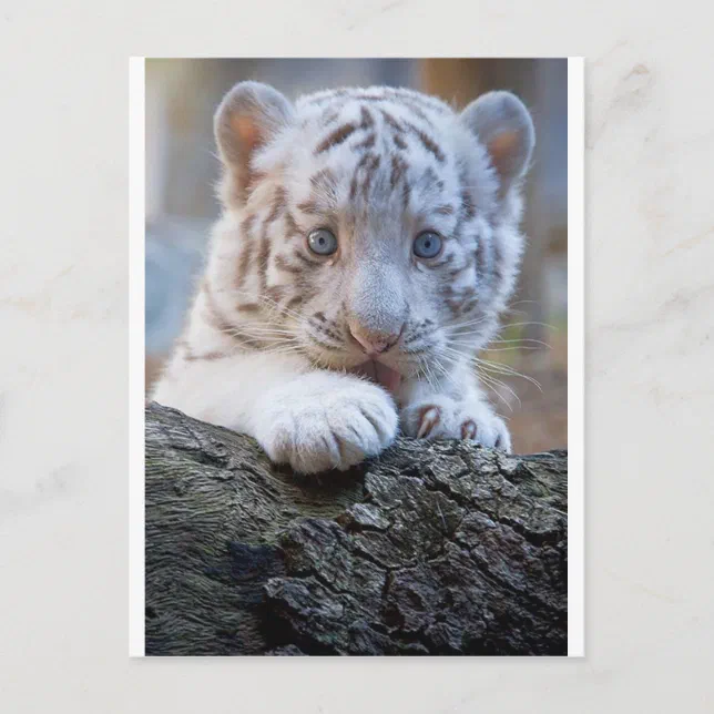 White Tiger Cub Is Paw Licking Good Postcard | Zazzle