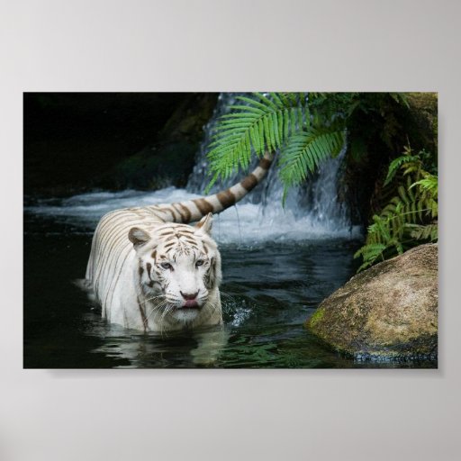 White Tiger Posters, White Tiger Prints, Art Prints, & Poster Designs ...