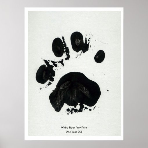 White Tiger Paw Print Poster | Zazzle