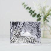 White TIger Postcard | Zazzle