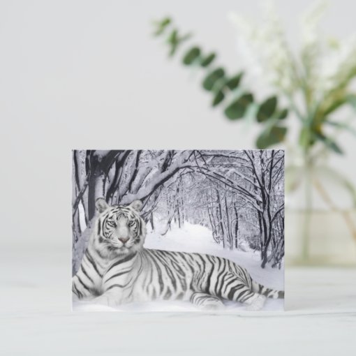 White TIger Postcard | Zazzle