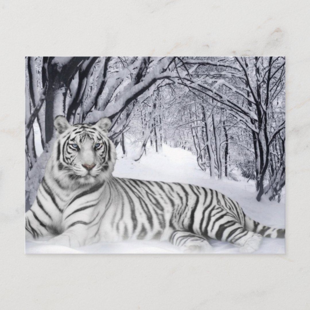 White TIger Postcard | Zazzle